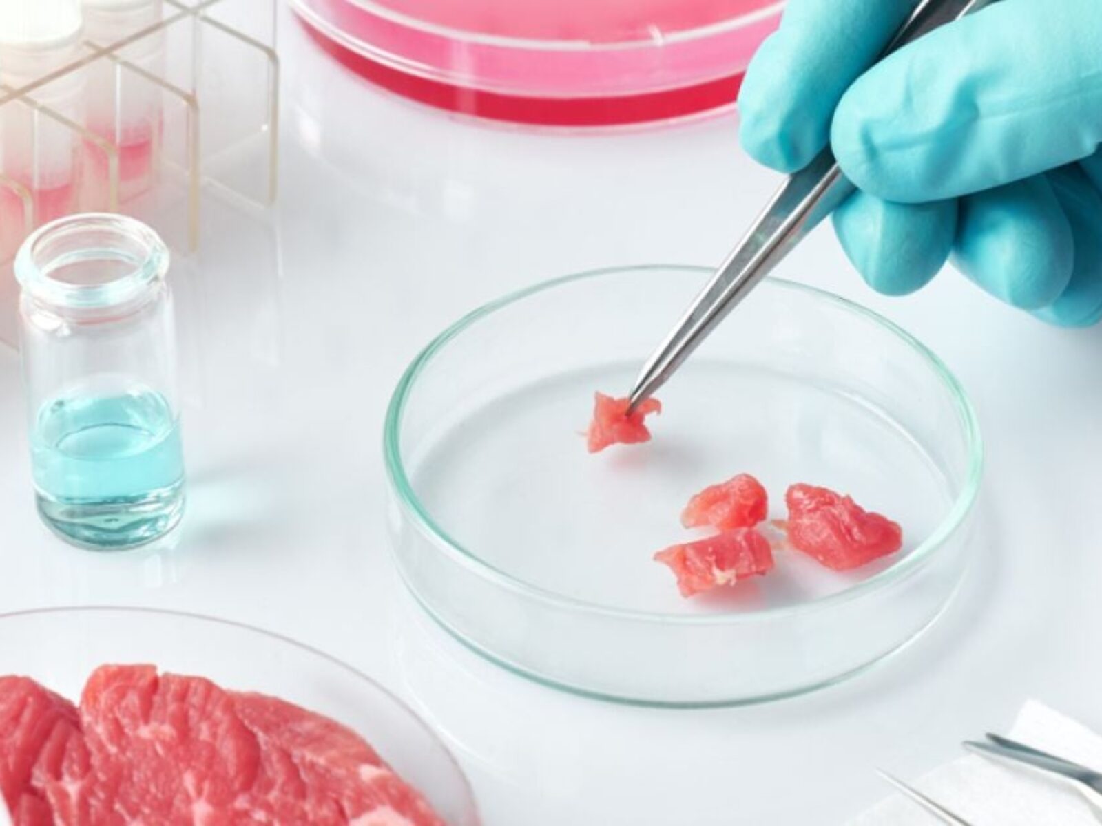 Clever Carnivore · Valo Ventures